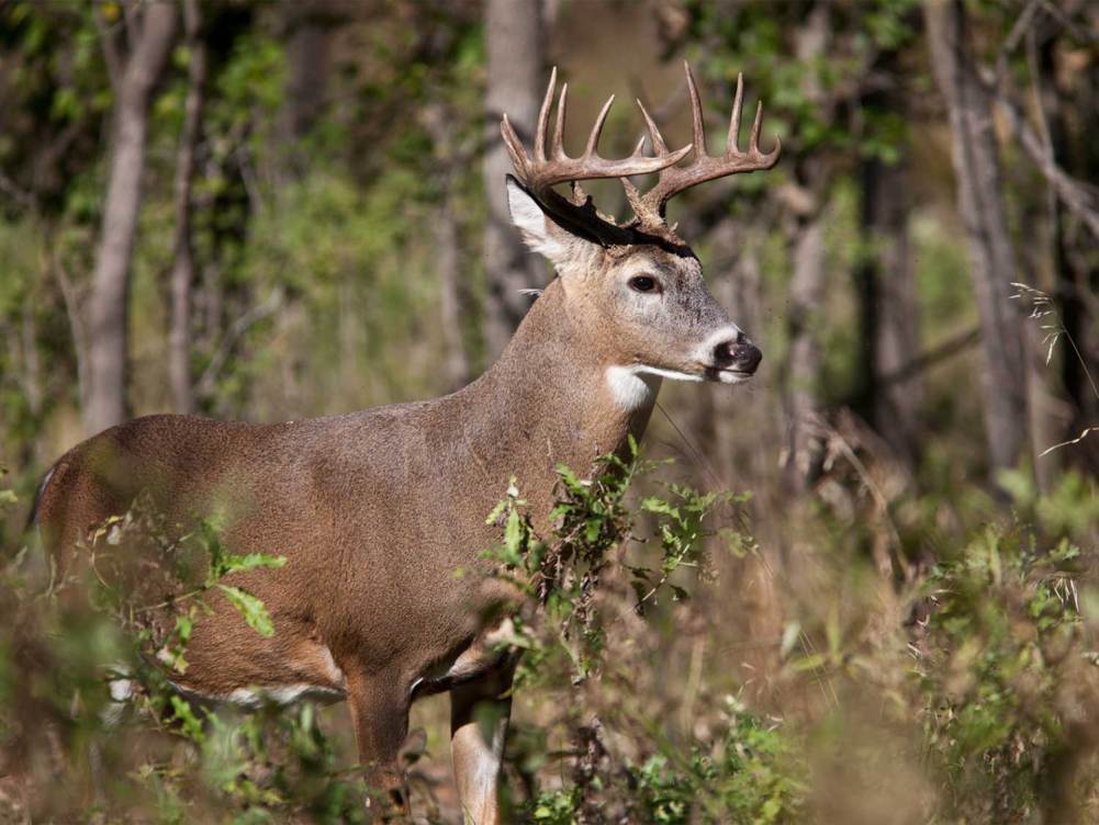 Busted: 10 Myths About Scaring Off Deer