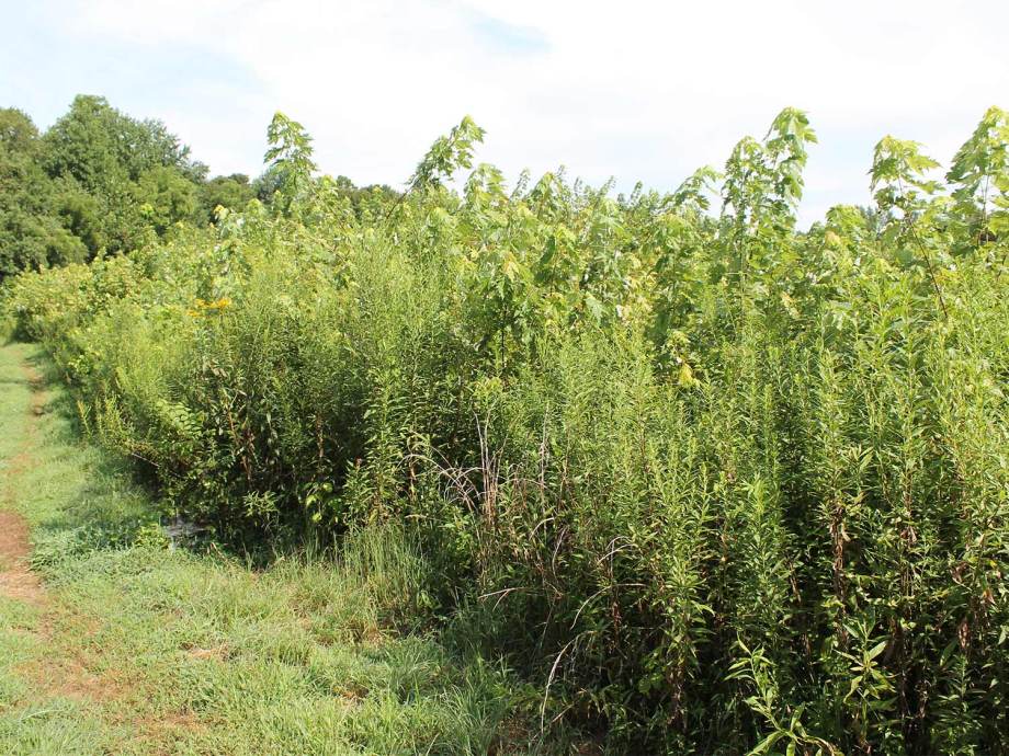 10 Natural Ground Blinds That Keep You Hidden from Deer
