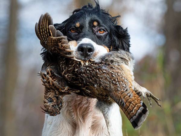 10 Next-Level Ruffed Grouse Hunting Tips