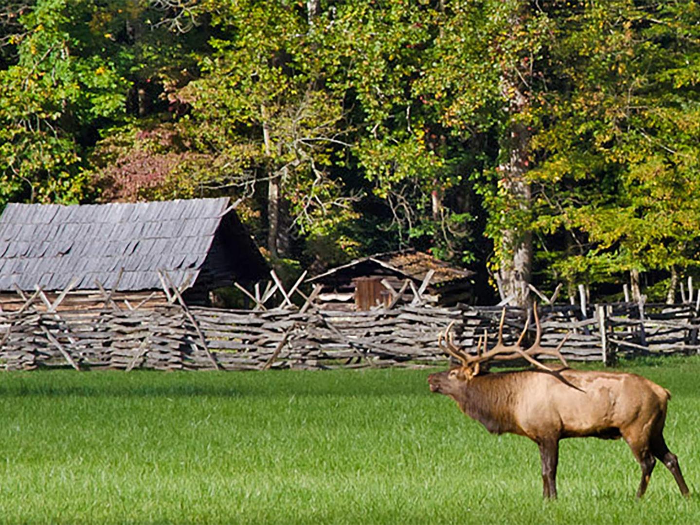 The Complete Guide to Hunting Elk in Eastern States