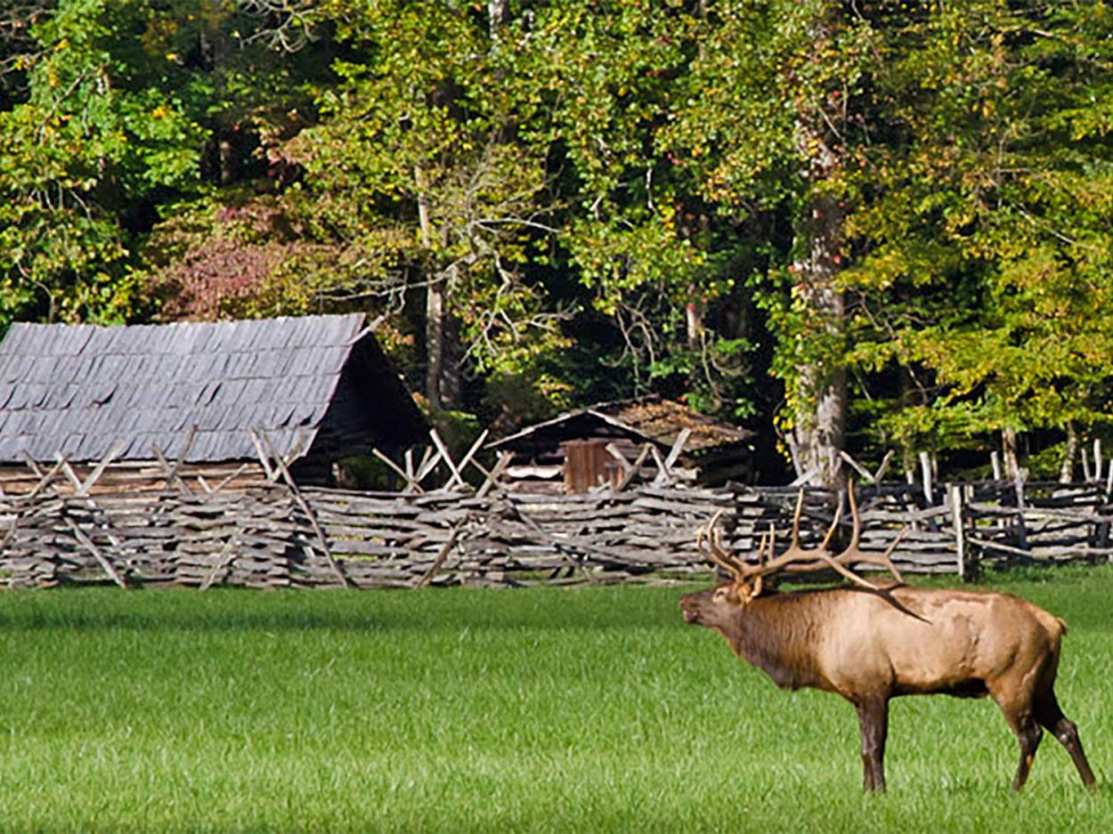 The Complete Guide to Hunting Elk in Eastern States