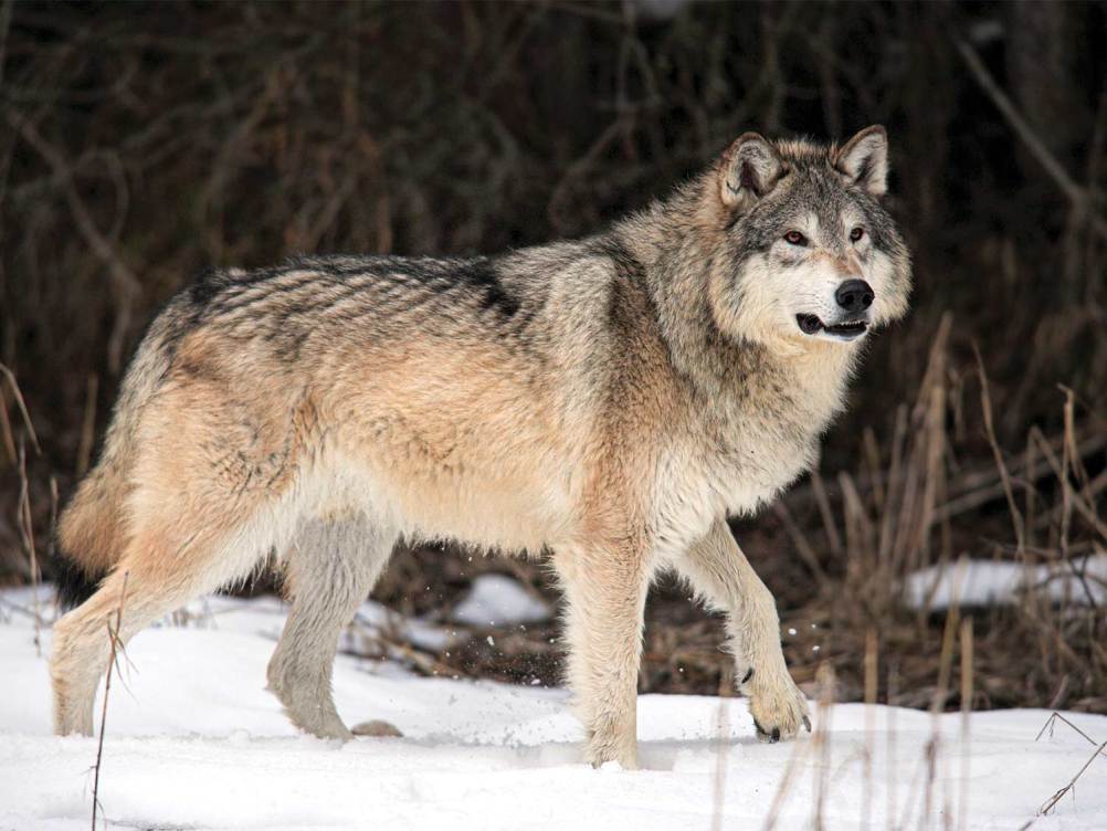 Ryan Williams Spends the Winter Hunting Wolves in the Idaho Wilderness ...