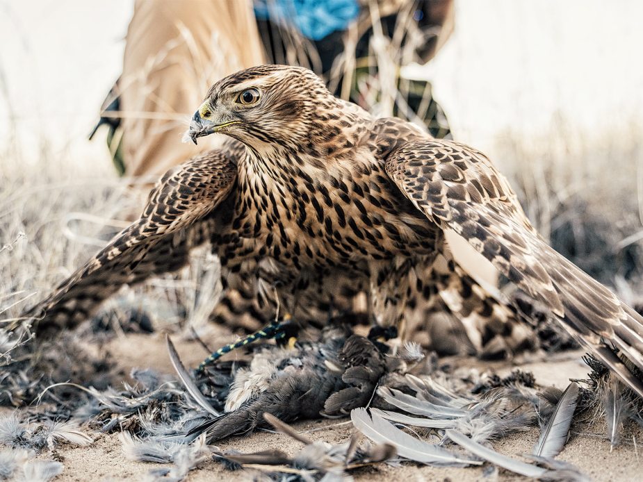 Photos: Falconry Demands Discipline, Stamina, and a Pack of Bird Dogs
