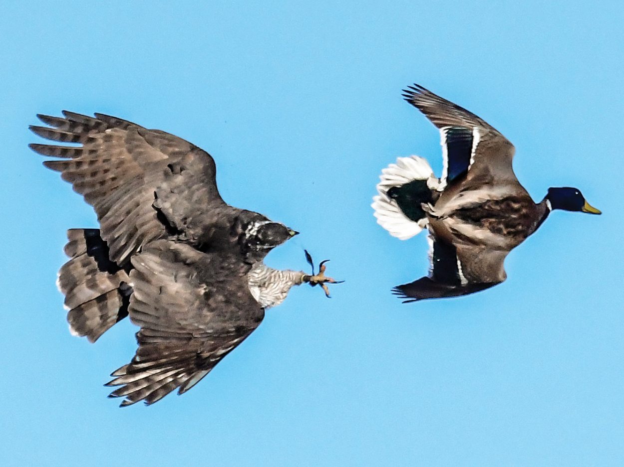 Photos: Falconry Demands Discipline, Stamina, and a Pack of Bird Dogs