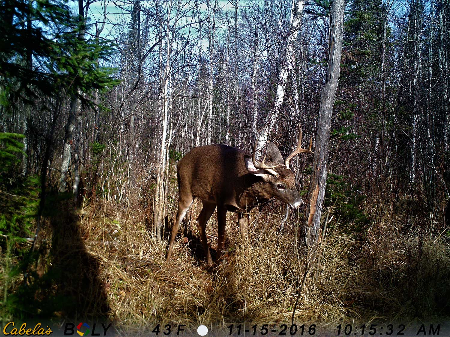 Where to Hunt Deer in the Big Woods