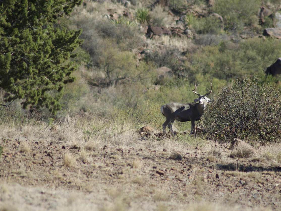 Every Hunter Should Know What the Lacey Act Is | Outdoor Life