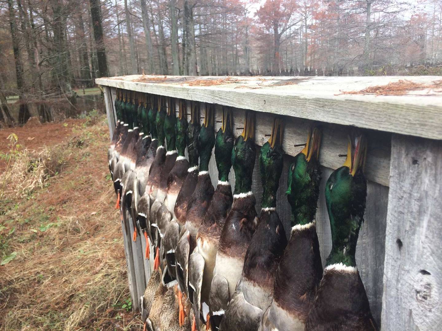 How to Kill the Smartest, Most Pressured Mallards