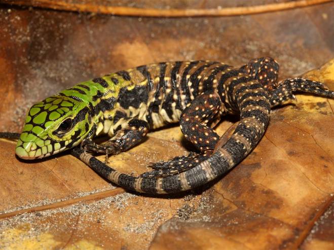 Dog-Sized Lizards are Taking Over in the Southern U.S.