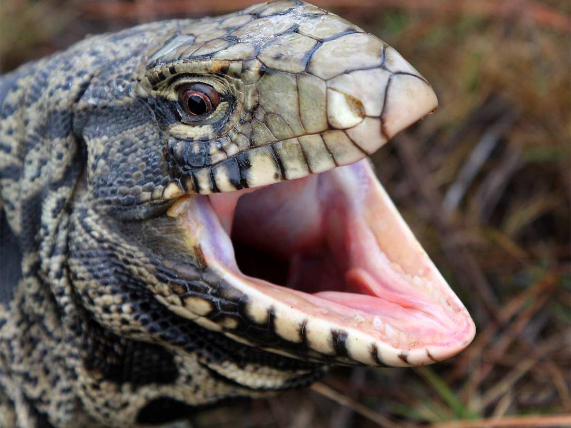 Dog-Sized Lizards are Taking Over in the Southern U.S.