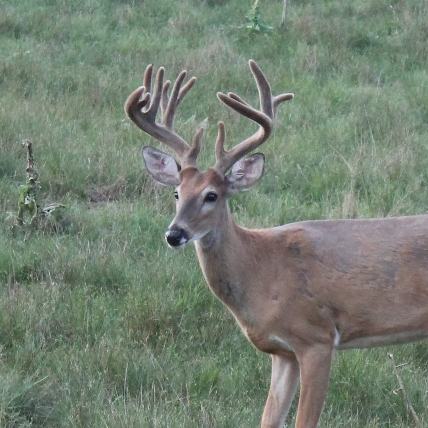 The Biggest Antlered Does You’ve Ever Seen—Including a 200-incher