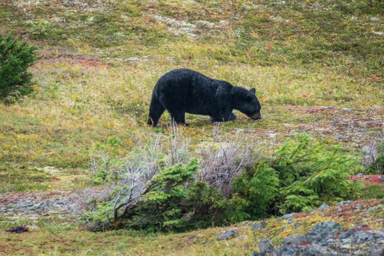 10 Uses for Animal Fat in the Wild