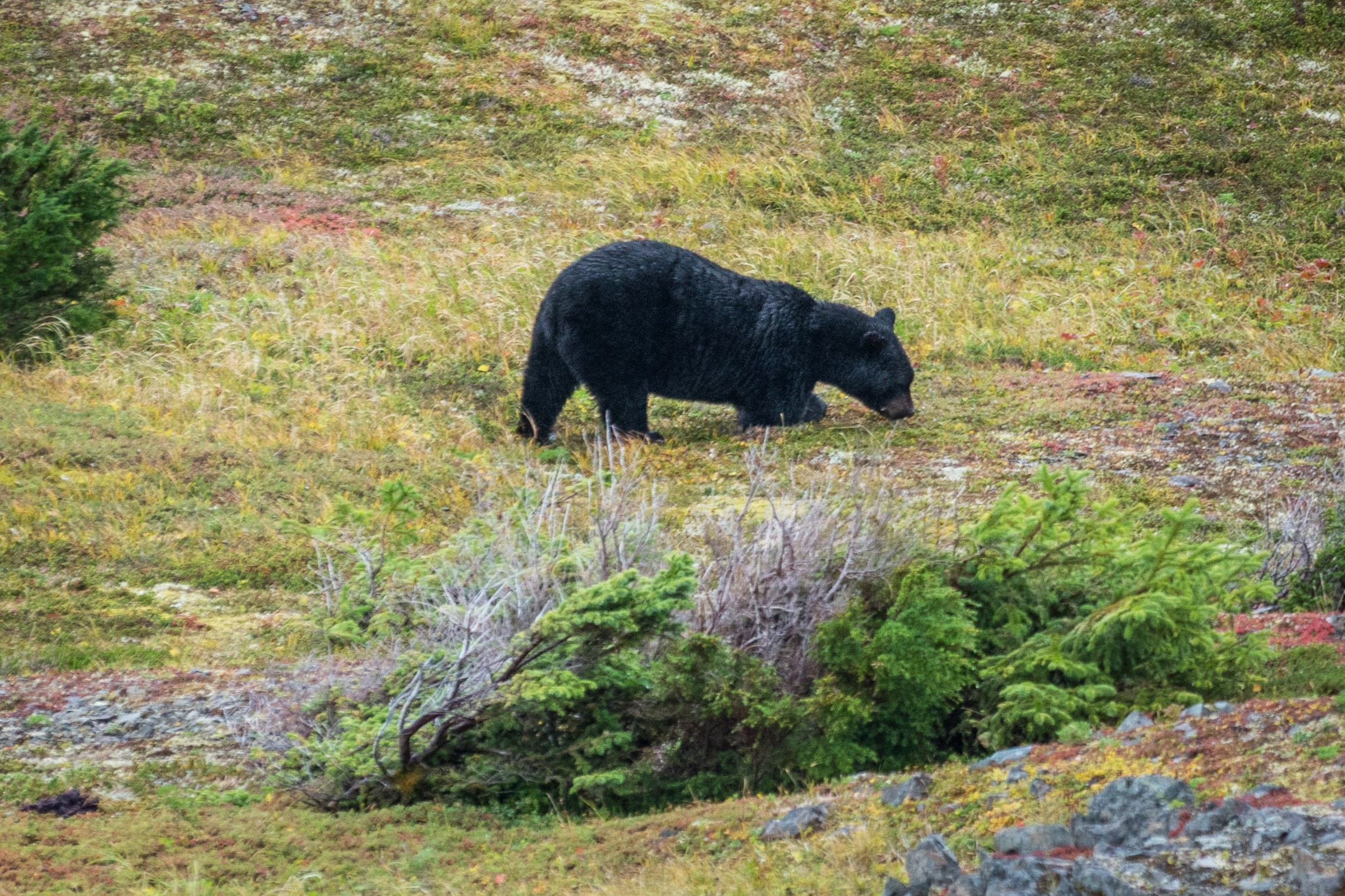 10 Uses for Animal Fat in the Wild