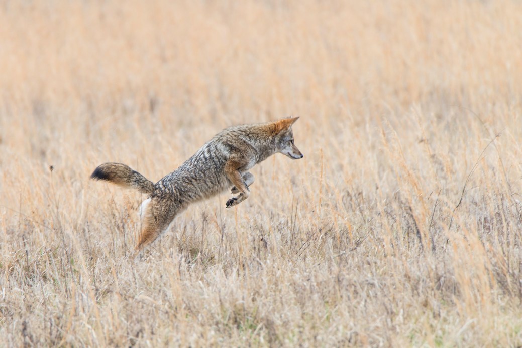 How to Hunt Coyotes: Crash Course in Coyote Hunting Across the Country