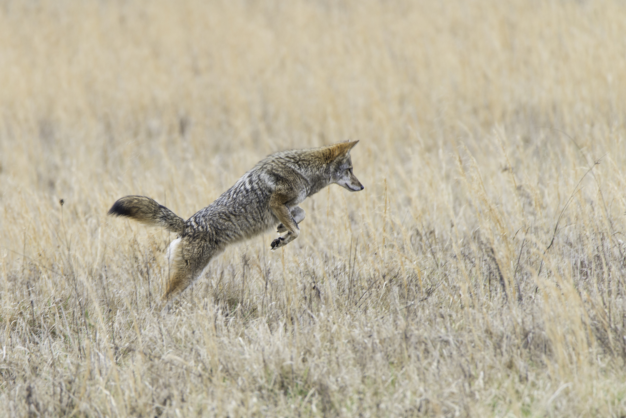 How to Hunt Coyotes: Crash Course in Coyote Hunting Across the Country