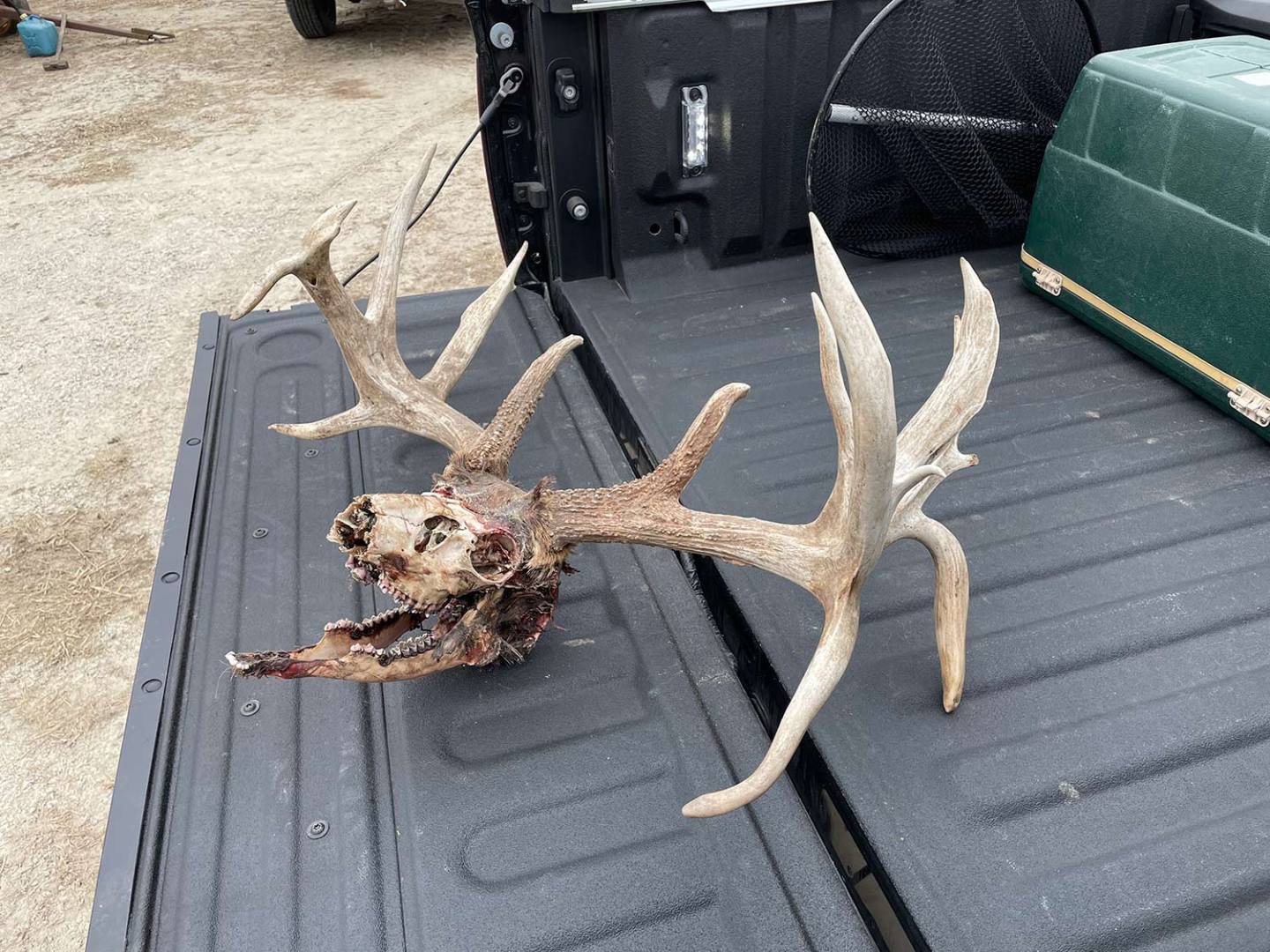 Ohio Hunter Finds a Massive 233-Inch Deadhead Buck