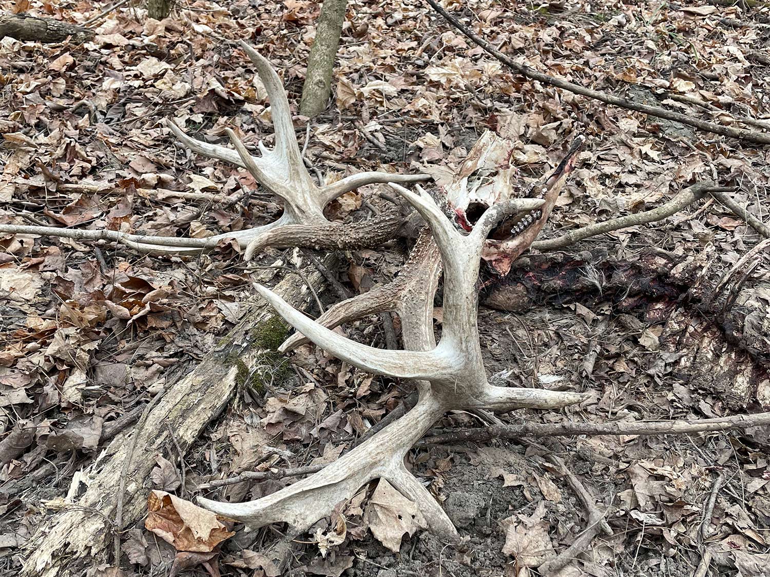 Ohio Hunter Finds a Massive 233-Inch Deadhead Buck