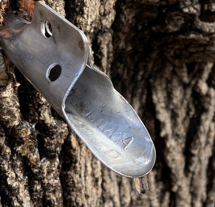 How to Harvest and Make Your Own Maple Syrup (and Utilize Syrup from ...