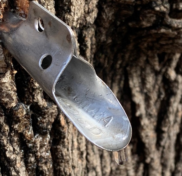 How to Harvest and Make Your Own Maple Syrup (and Utilize Syrup from ...