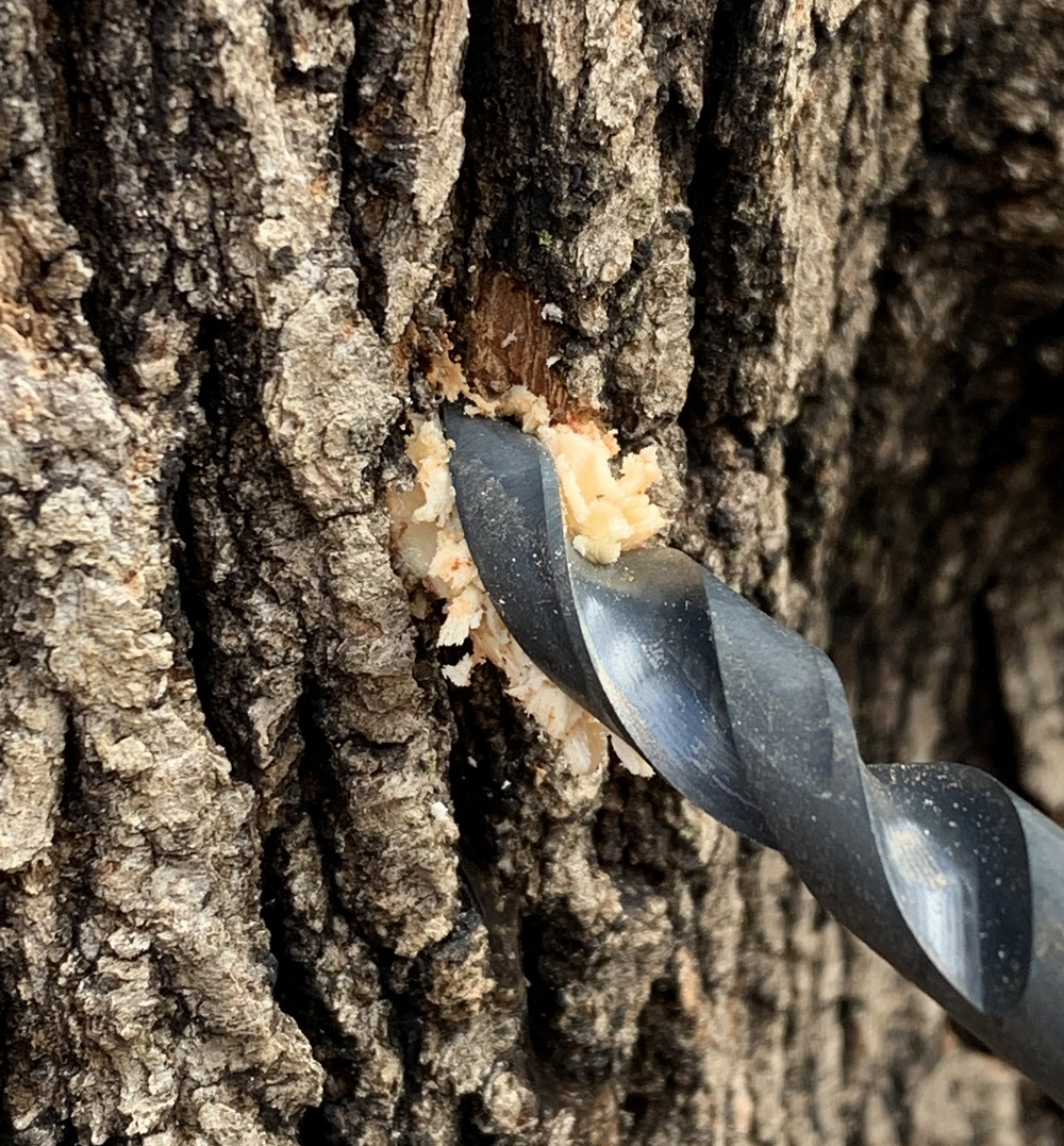How to Harvest and Make Your Own Maple Syrup (and Utilize Syrup from ...