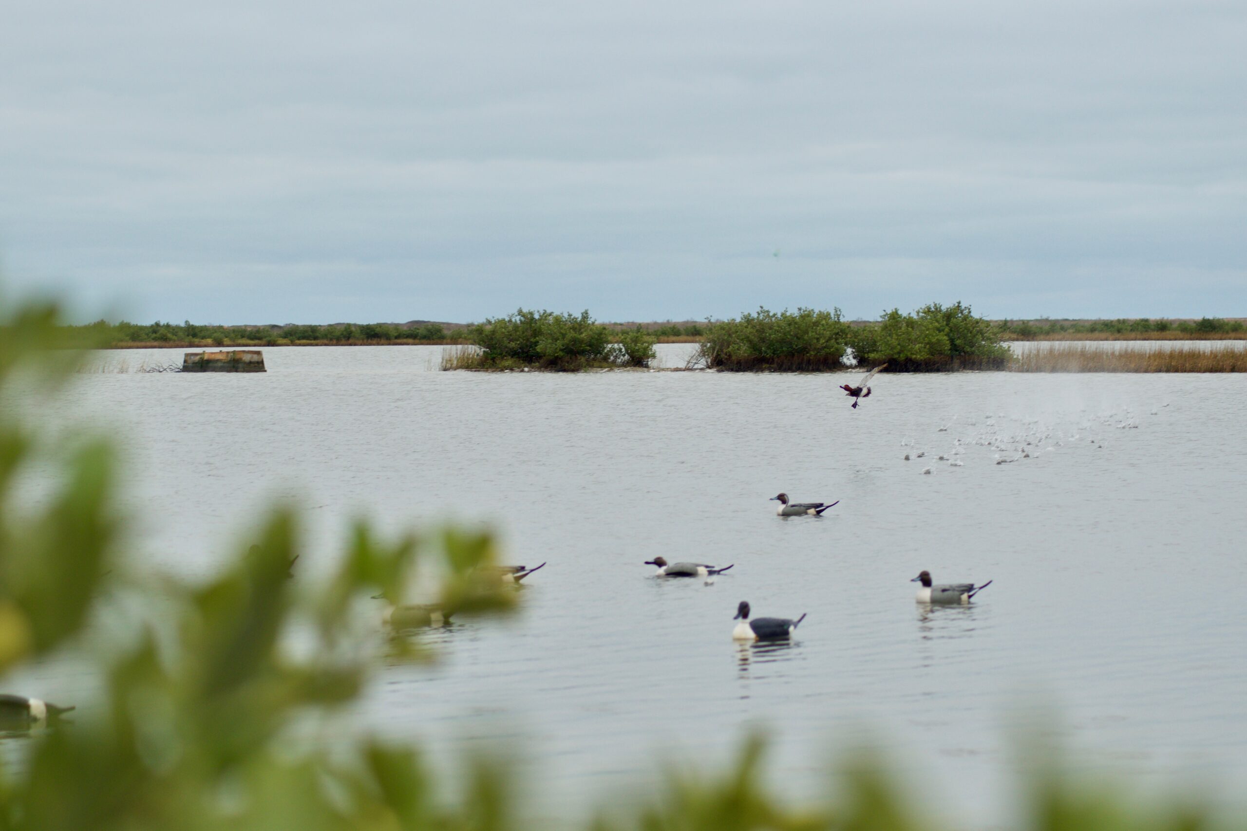 There’s More to Texas Hunting Than Expensive, High-Fence Ranches. Here ...