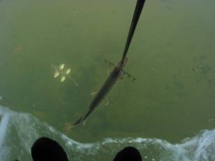 Pike Spearing: How to Spear the Biggest Pike of your Life