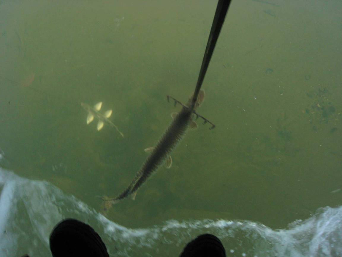 Pike Spearing: How to Spear the Biggest Pike of your Life