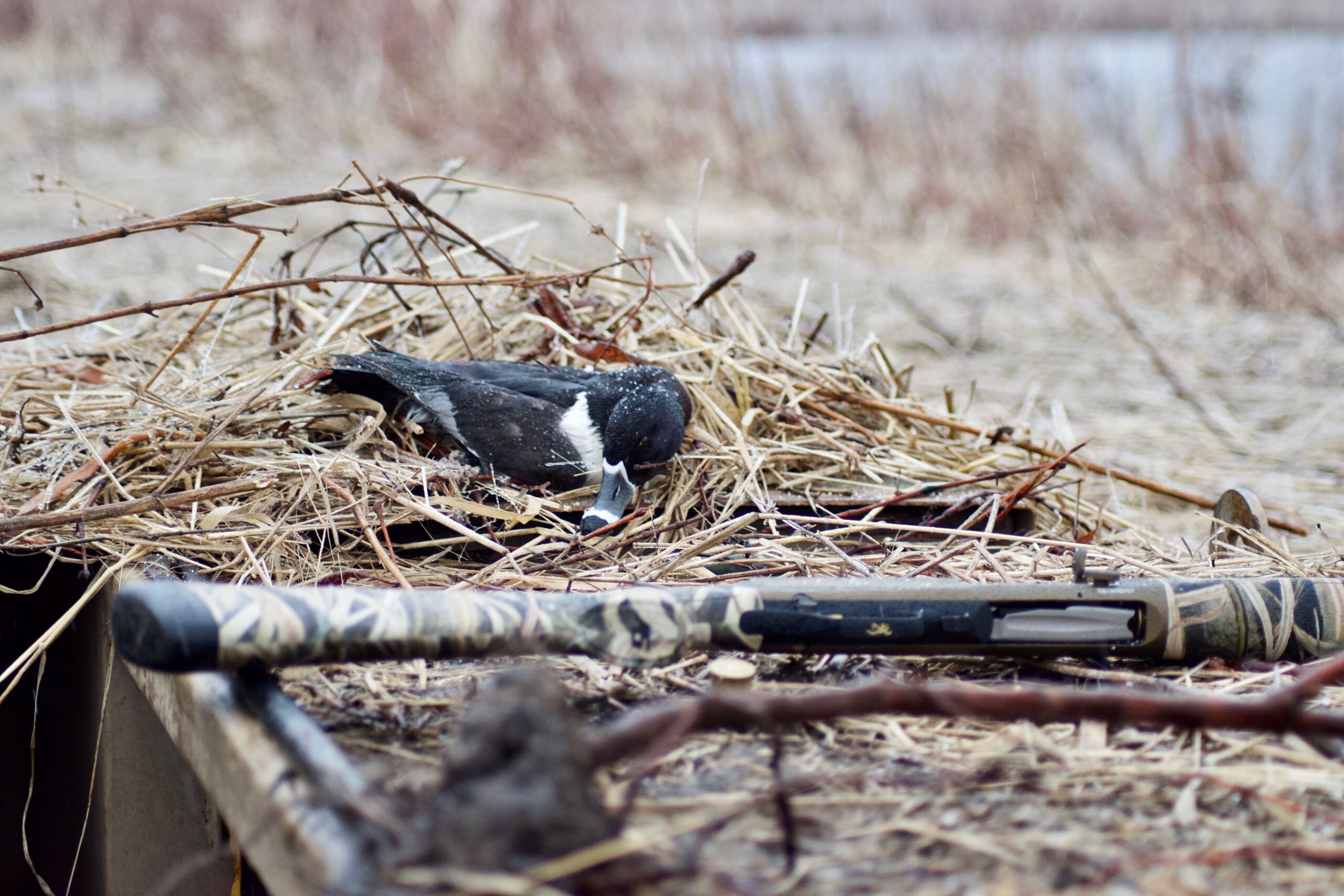 It’s Time to Stop Hunting Ducks So Damn Much