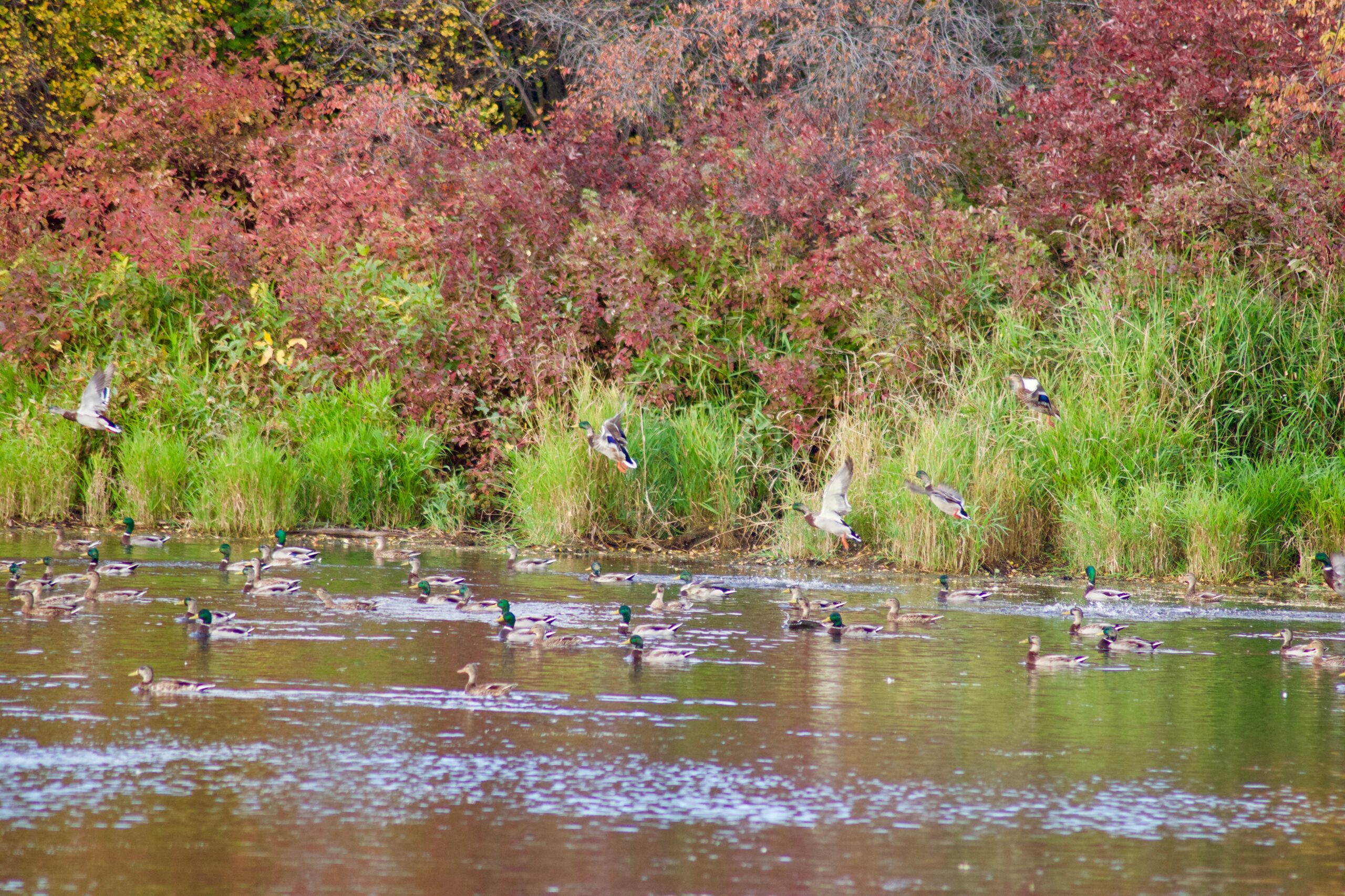 18 Facts You Didn’t Know About Mallards