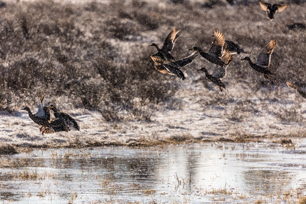 18 Facts You Didn’t Know About Mallards