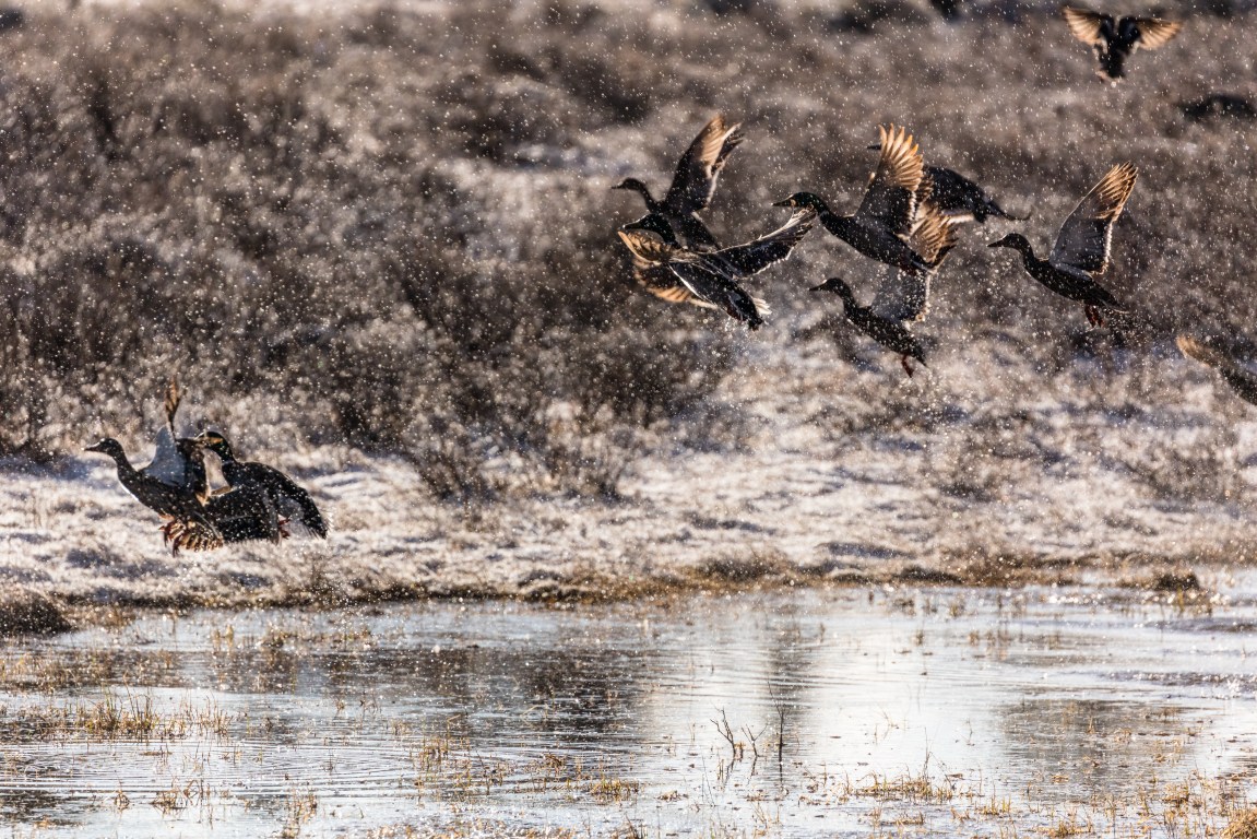 18 Facts You Didn’t Know About Mallards