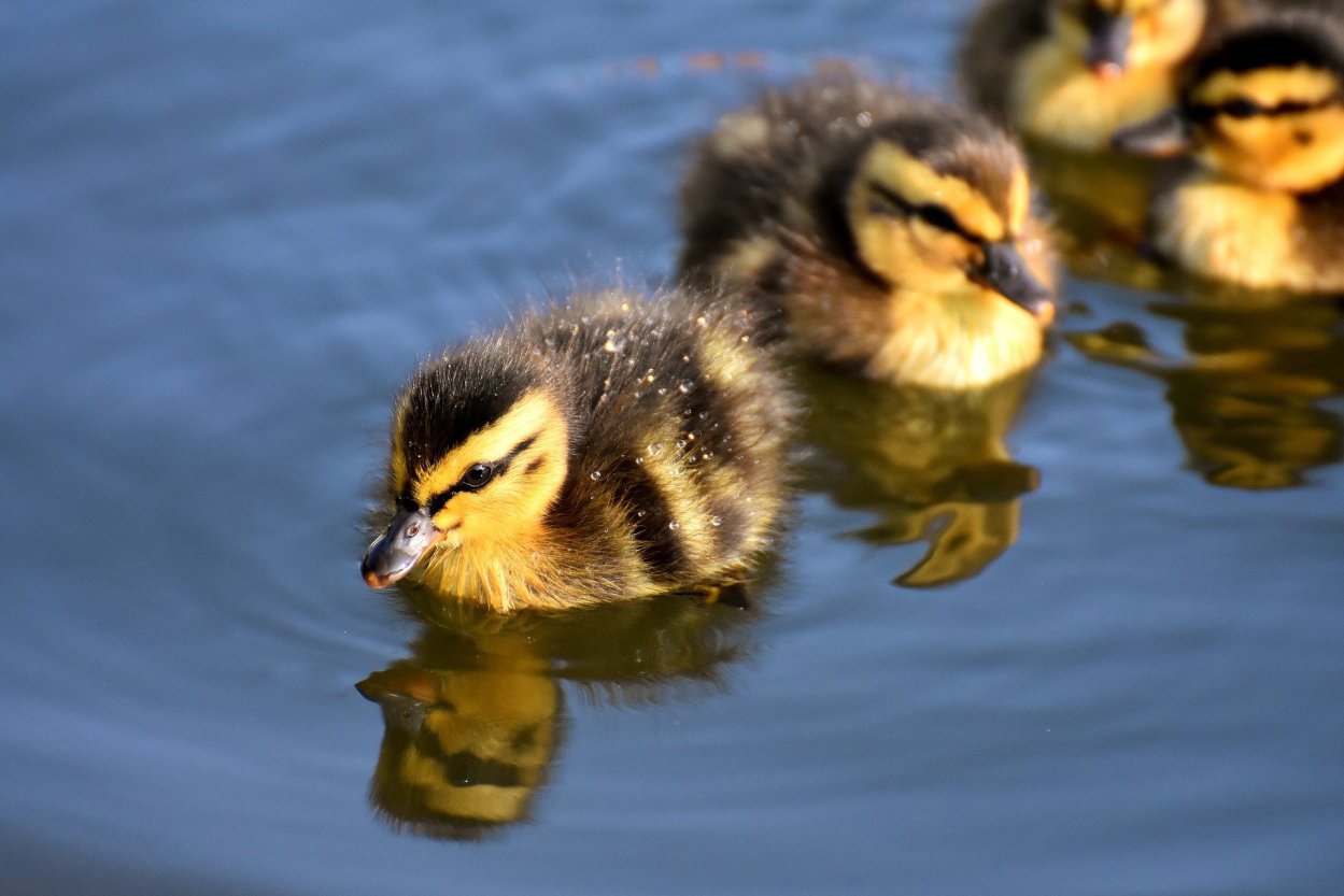 18 Facts You Didn’t Know About Mallards