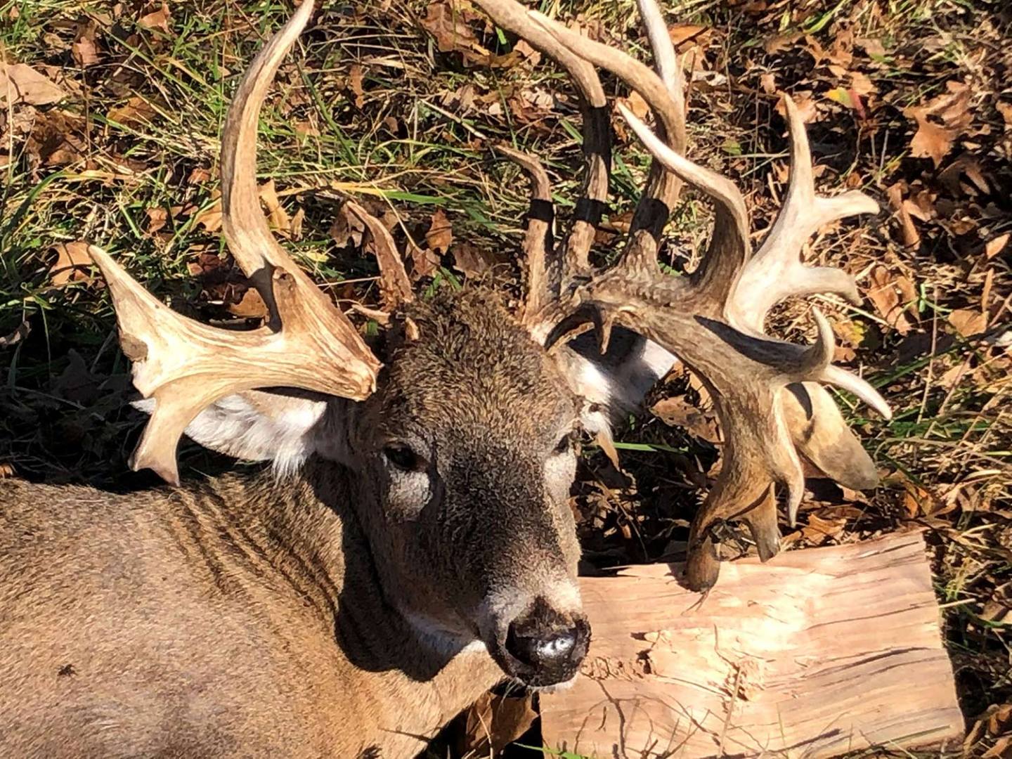 The 10 Weirdest Deer of 2020