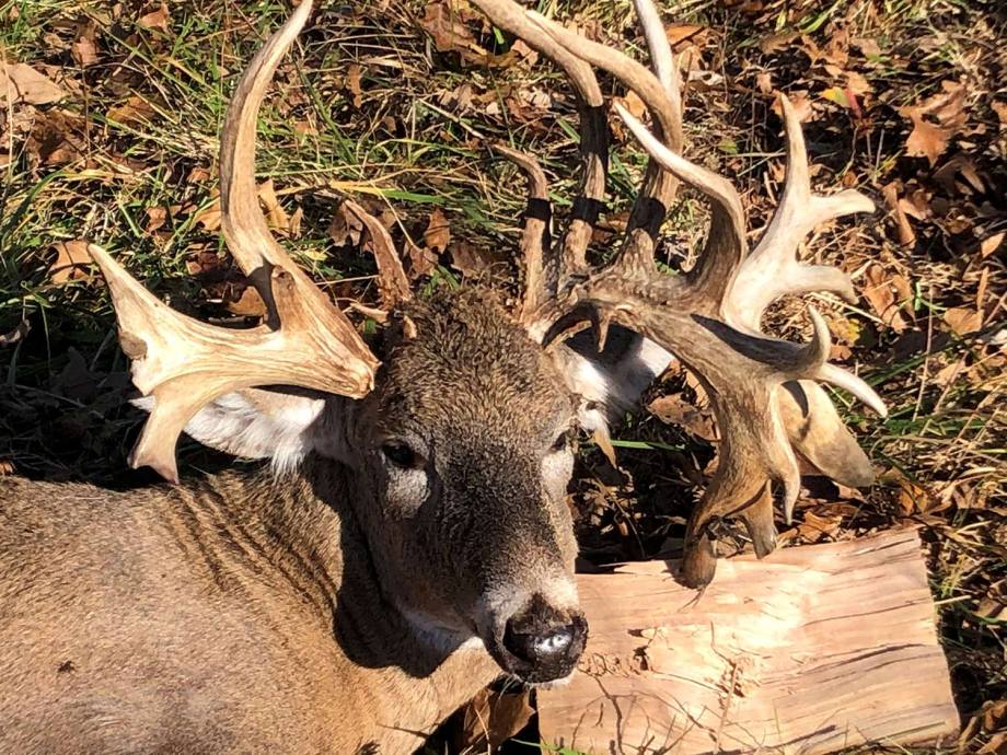 The 10 Weirdest Deer of 2020