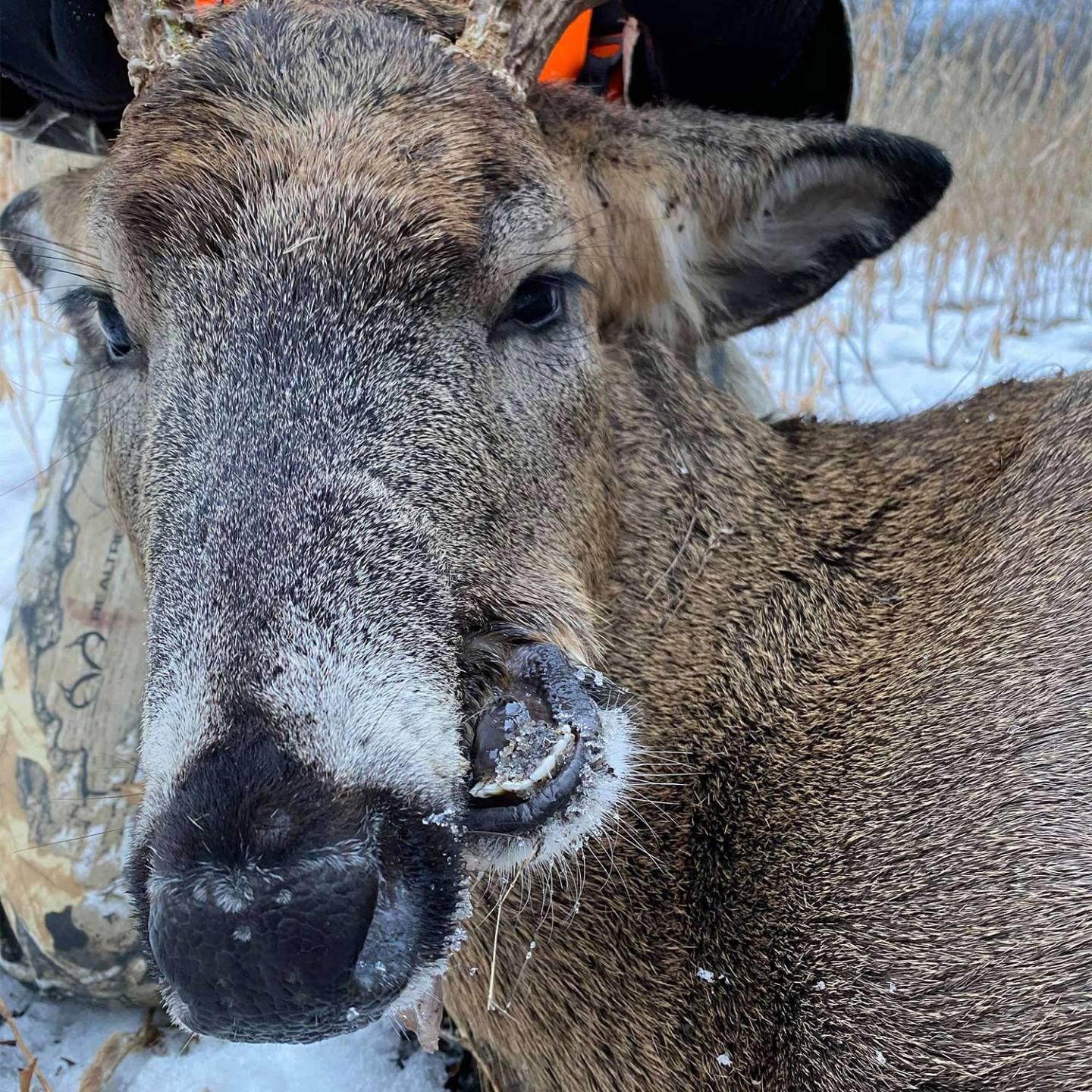 The 10 Weirdest Deer of 2020