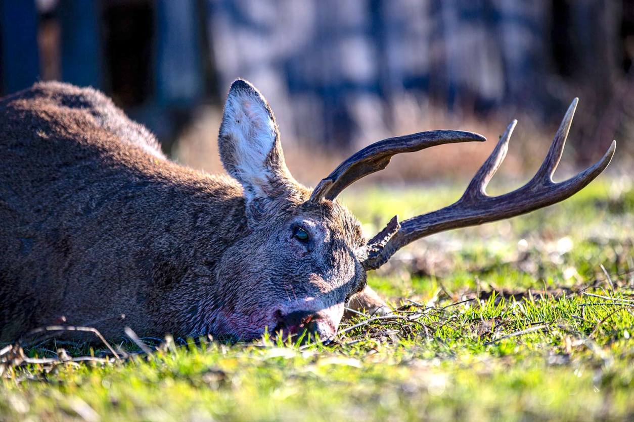 The 10 Weirdest Deer of 2020