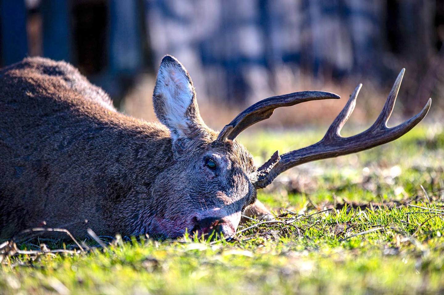 The 10 Weirdest Deer of 2020