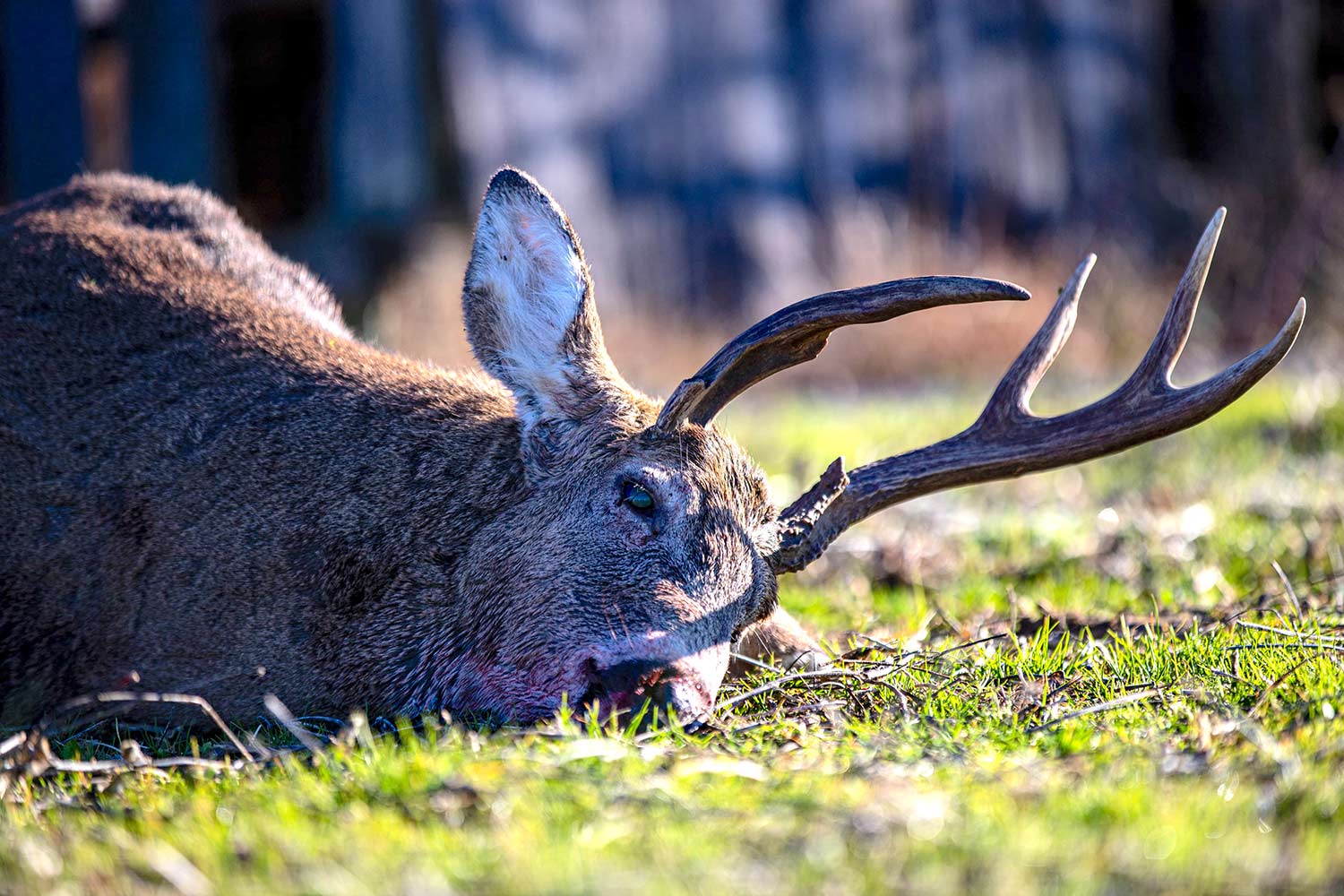 The 10 Weirdest Deer of 2020