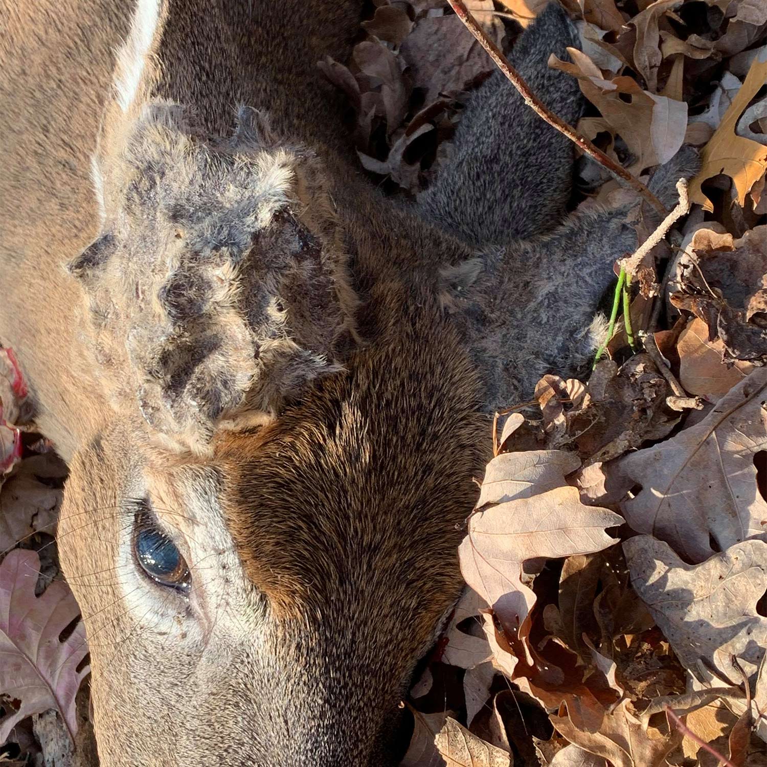 The 10 Weirdest Deer of 2020