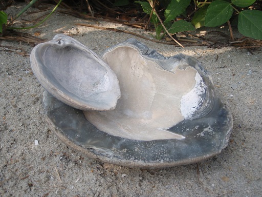 8 Wild Game and Fish Parts That Will Fertilize Your Garden