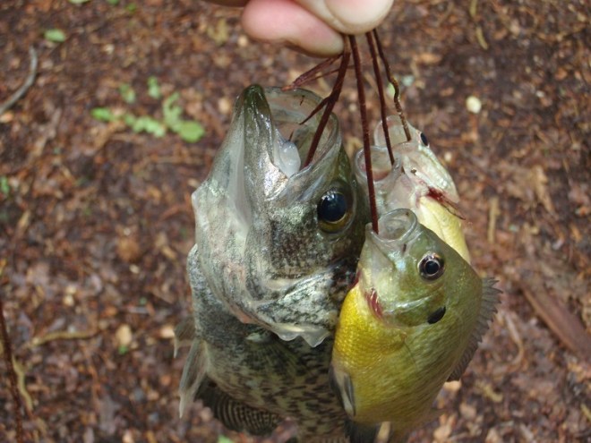 8 Wild Game and Fish Parts That Will Fertilize Your Garden