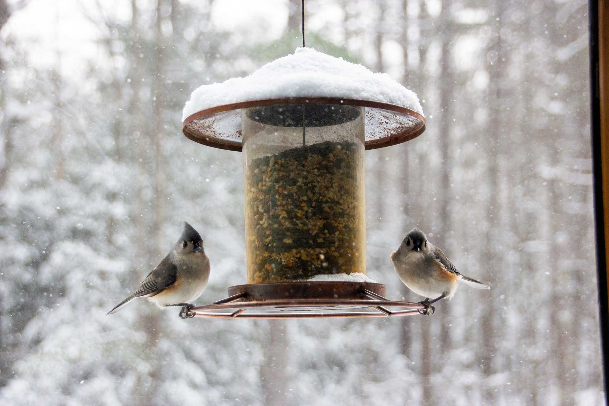 Best Bird Seed for Wild Birds, Songbirds & More | Outdoor Life