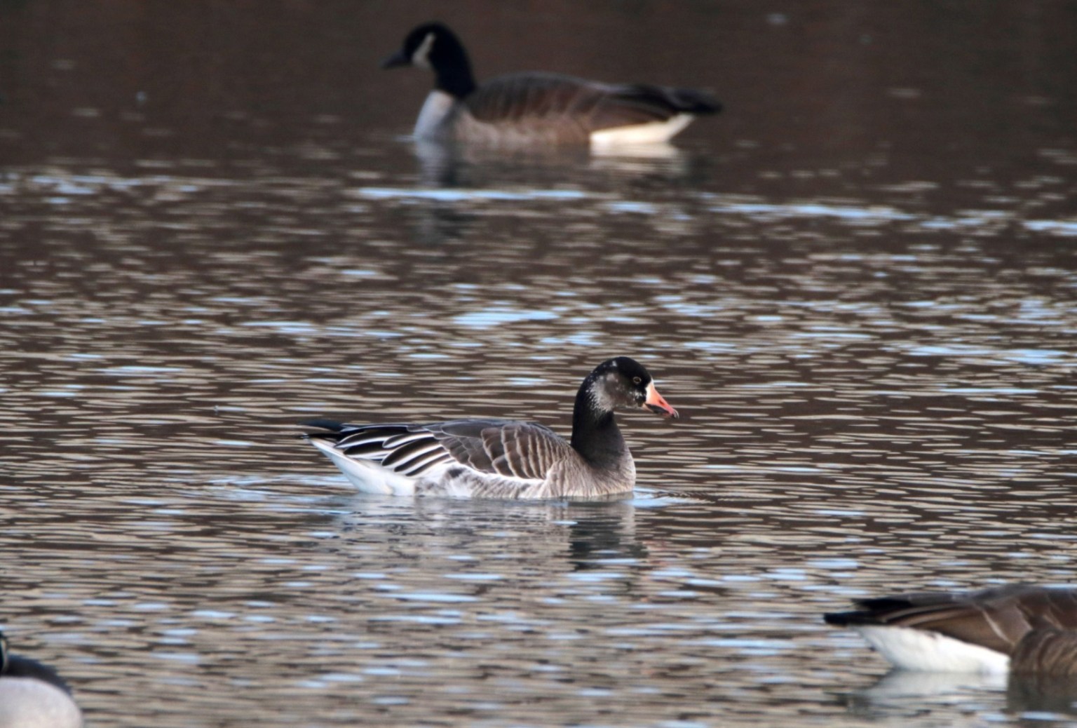 The 8 Coolest Hybrid Ducks and Geese You’ve Ever Seen