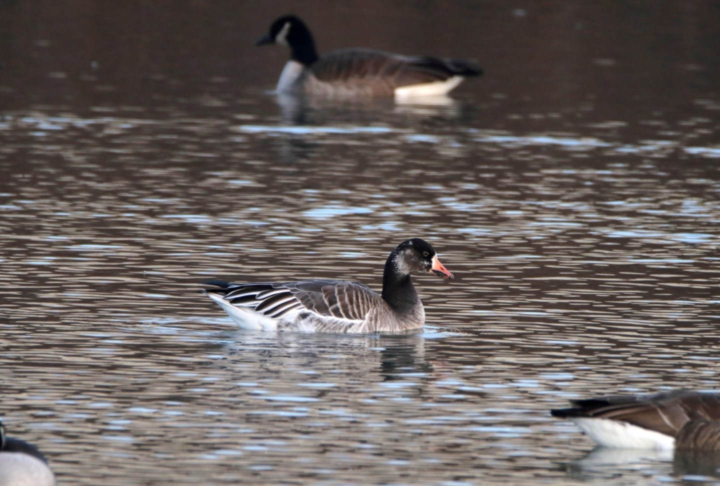 The 8 Coolest Hybrid Ducks and Geese You’ve Ever Seen