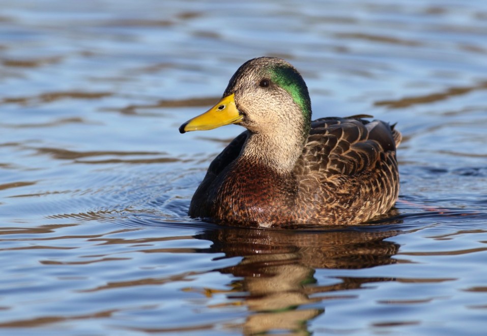 The 8 Coolest Hybrid Ducks and Geese You’ve Ever Seen