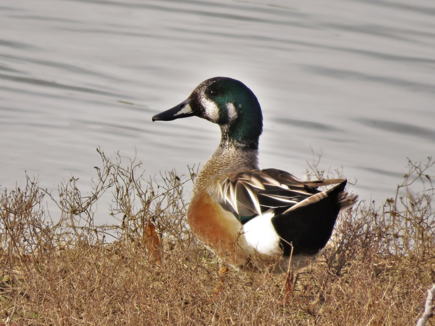 The 8 Coolest Hybrid Ducks and Geese You’ve Ever Seen