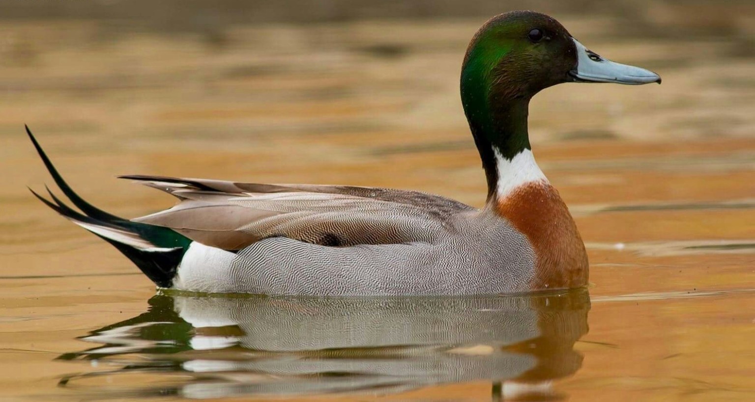 The 8 Coolest Hybrid Ducks and Geese You’ve Ever Seen