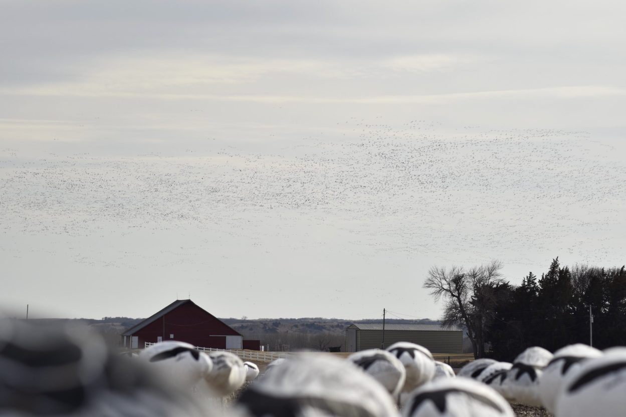 How to Be a Casual (and Ethical) Snow Goose Hunter