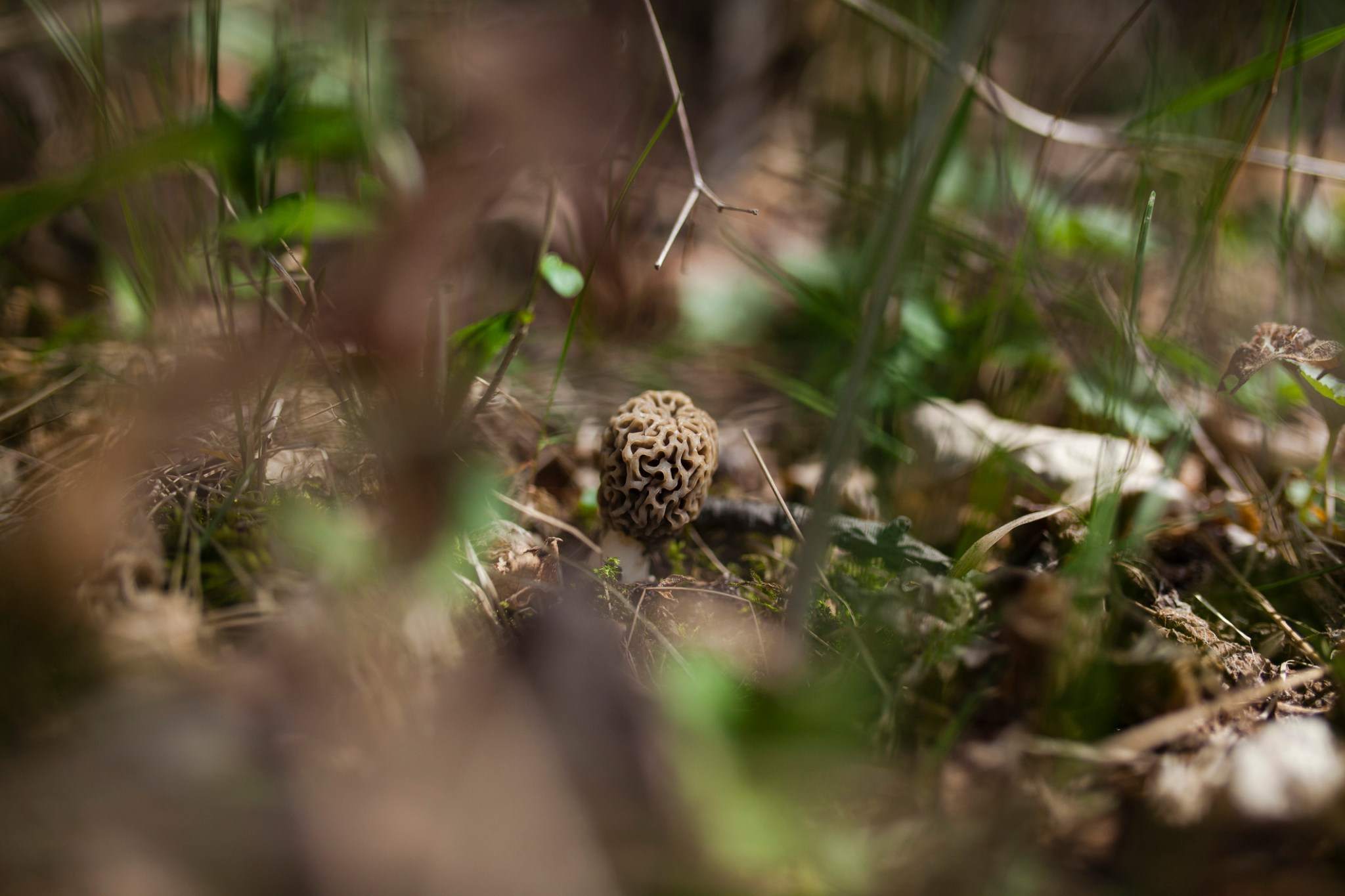 How to Find Morel Mushrooms This Spring | Outdoor Life