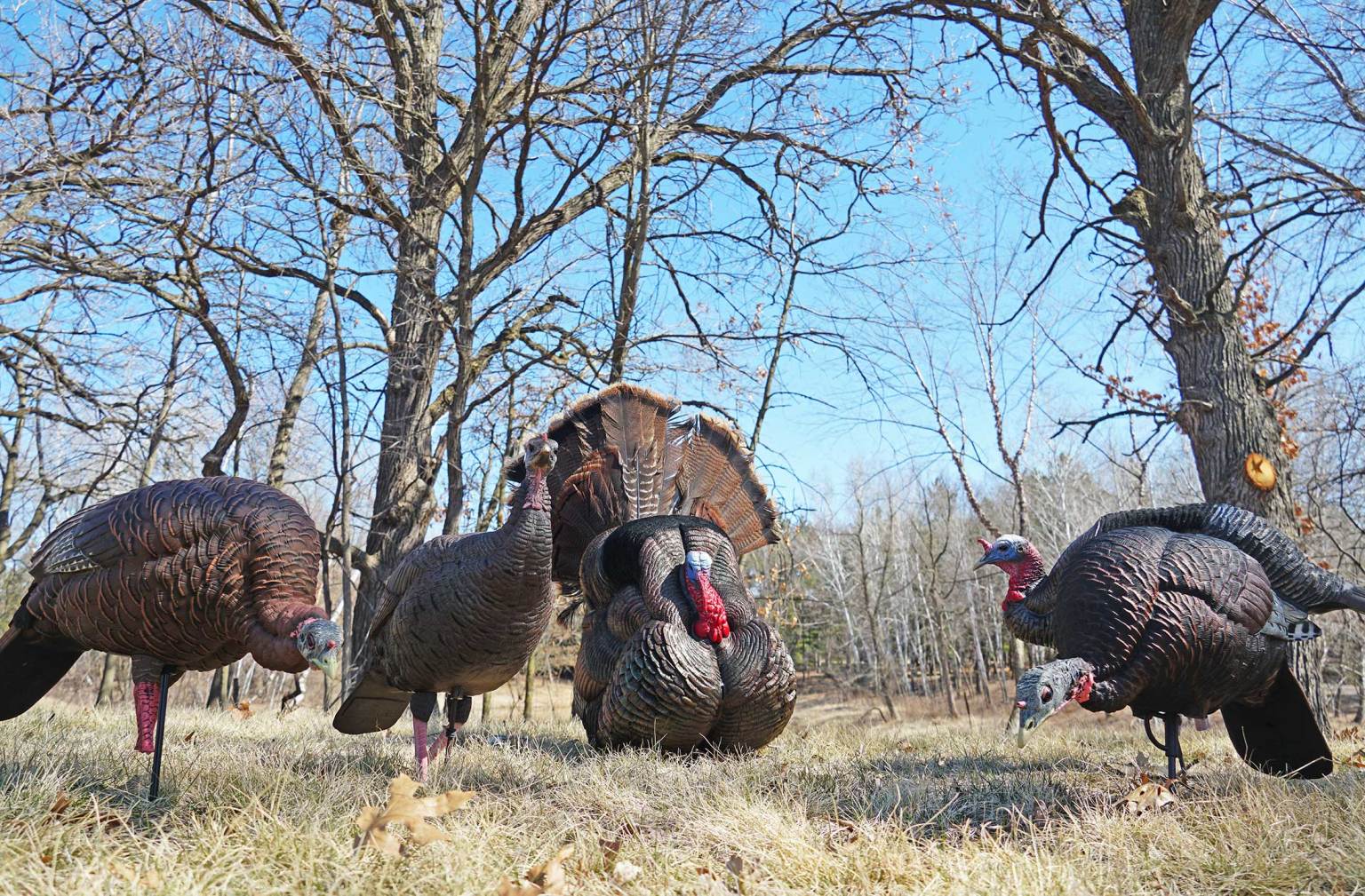 Turkeys By the Hour: 5 Strategies for Hunting Gobblers Throughout the Day