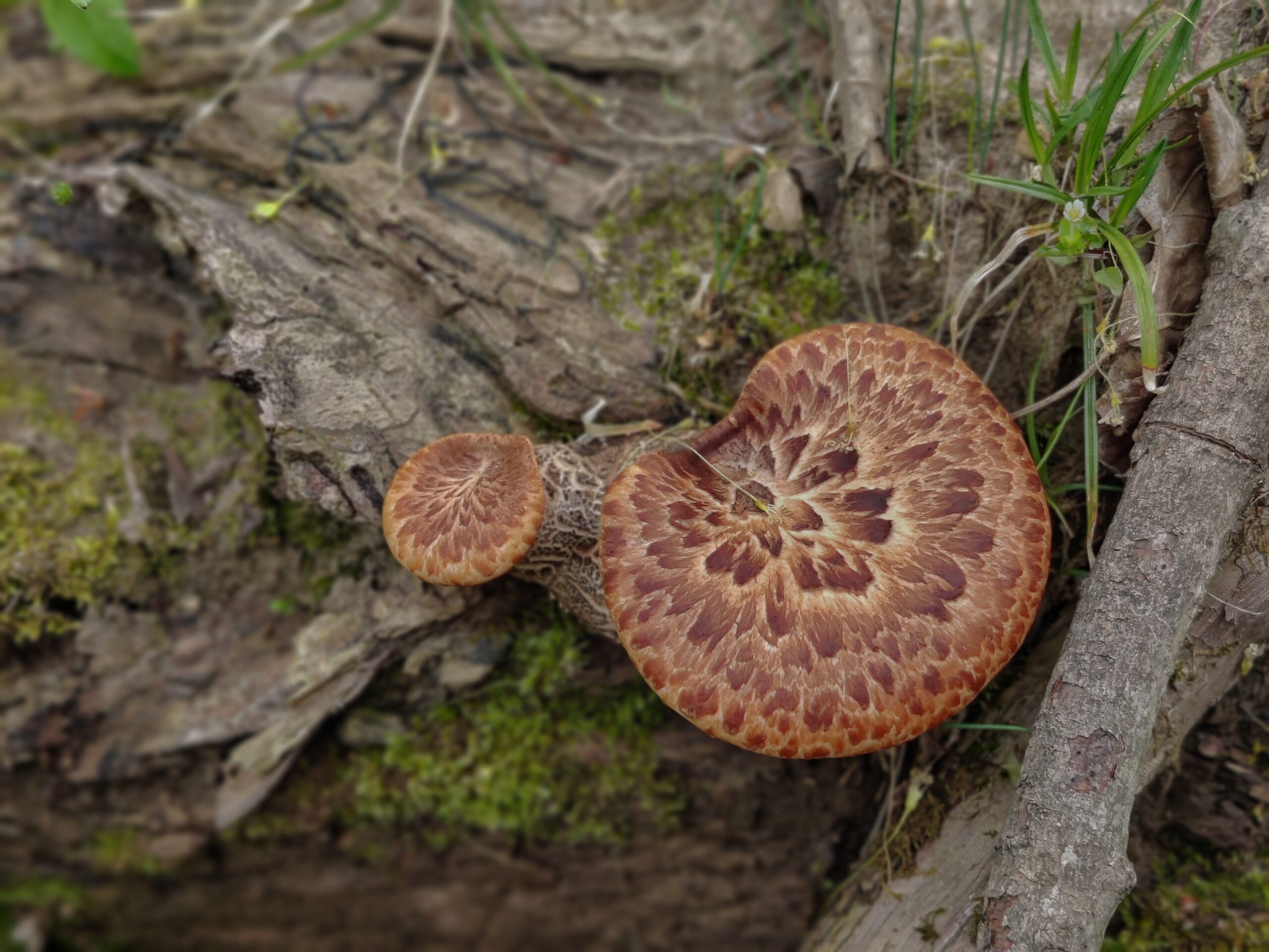 How to Identify and Cook Pheasant Back Mushrooms | Outdoor Life